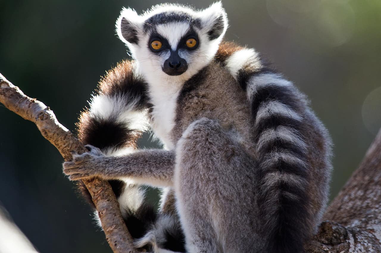Lêmures | Lemuriformes