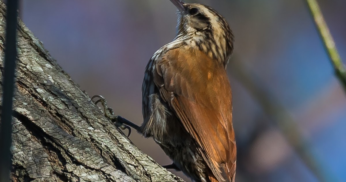 Pájaros, Pajarracos: Chinchero chico (AR)