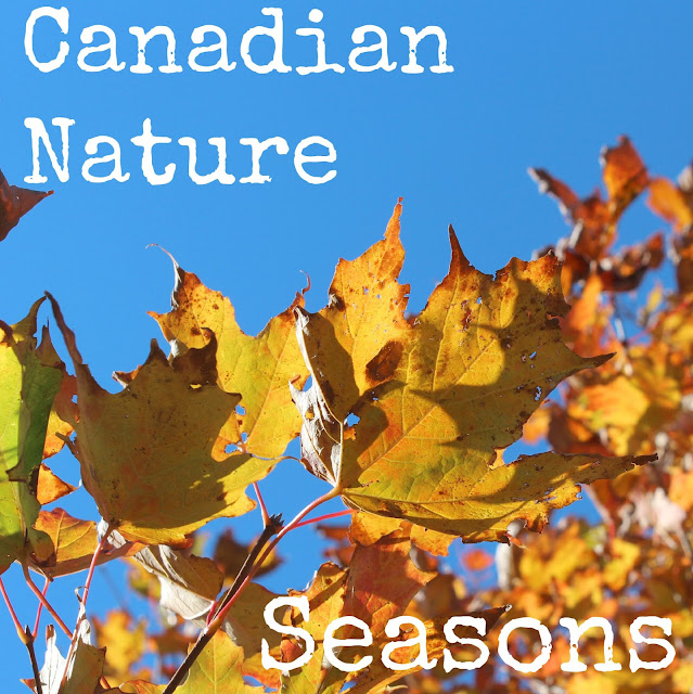 Canadian Nature ~ Part Three: Seasons
