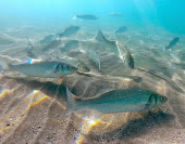 Rafael Microfauna Marina: Marine Aquarium -British Antarctic Survey (BAS)-