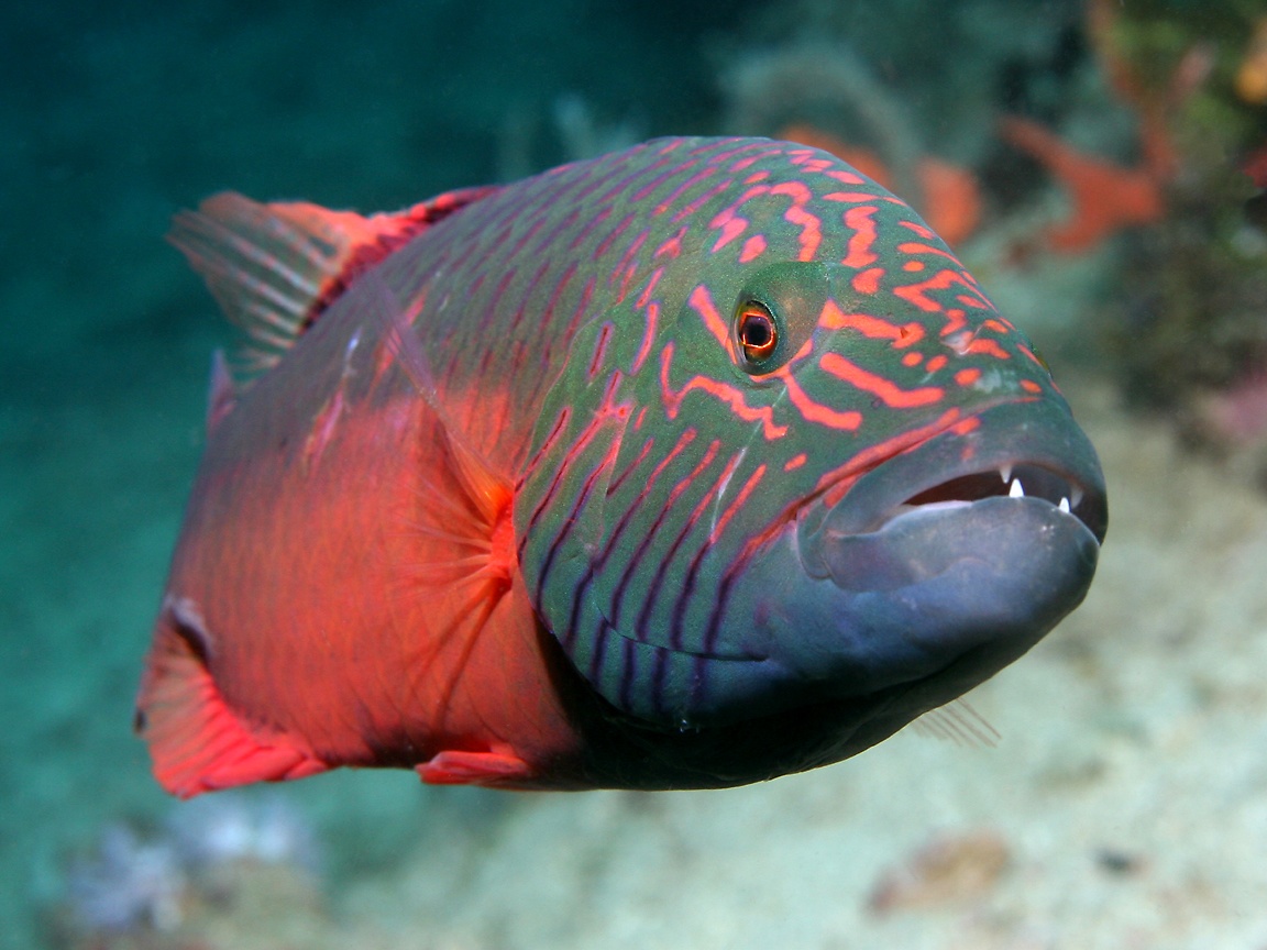 Wrasse | The Life of Animals