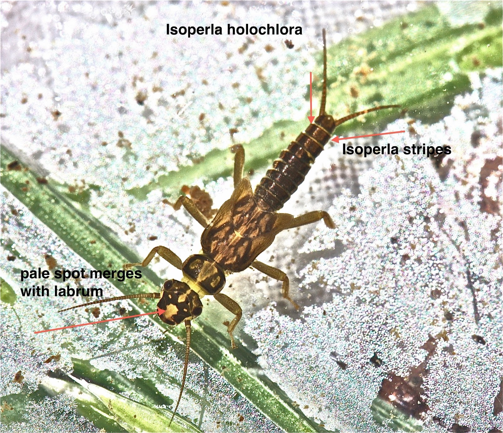 Aquatic Insects of Central Virginia: Isoperla season at the Rapidan River
