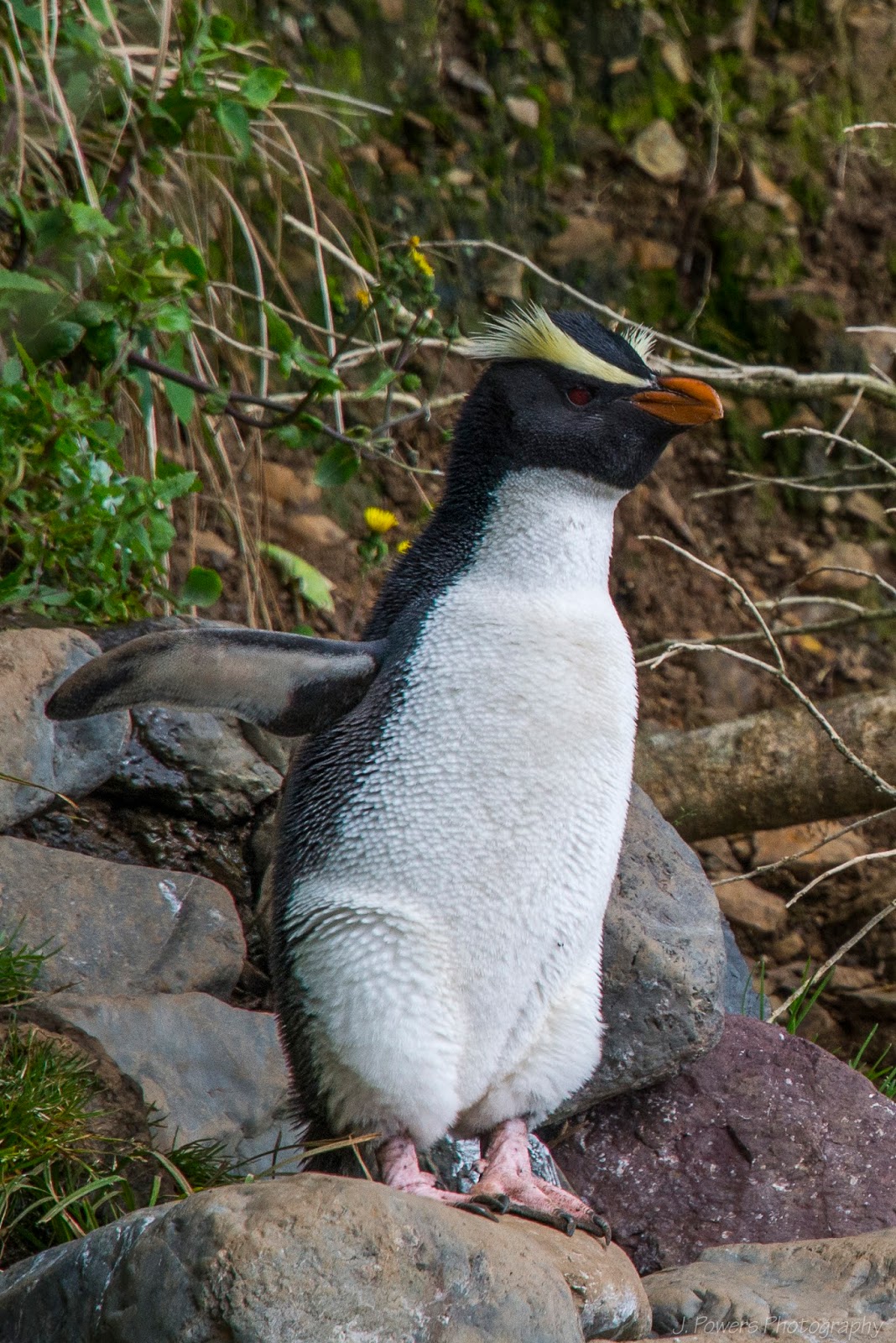 New Zealand Nuggets: Fiordland Crested Penguins! ~ Learn, Live, and ...