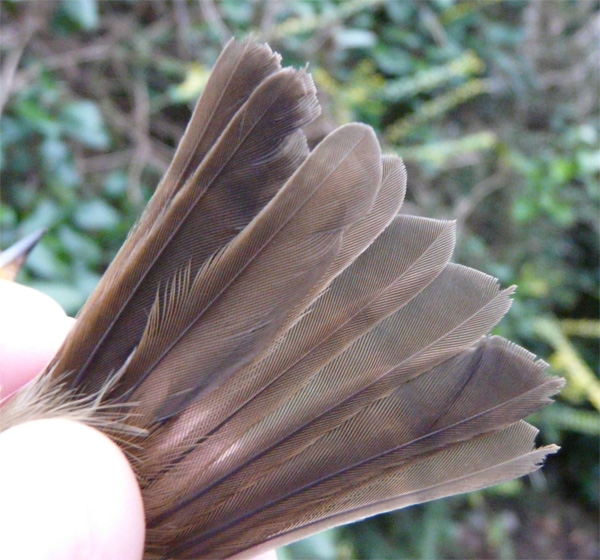 The Barley Birder: A Sparr in the Garden!