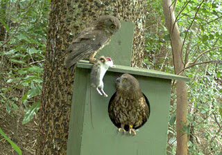 Adventures With Mel & Syd: Unusual Feeding Behavior by Norfolk Island ...