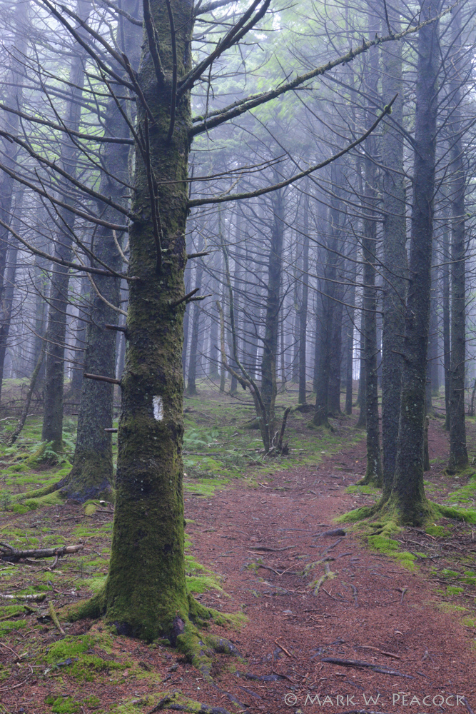Appalachian Treks: Unaka Mountain Summit