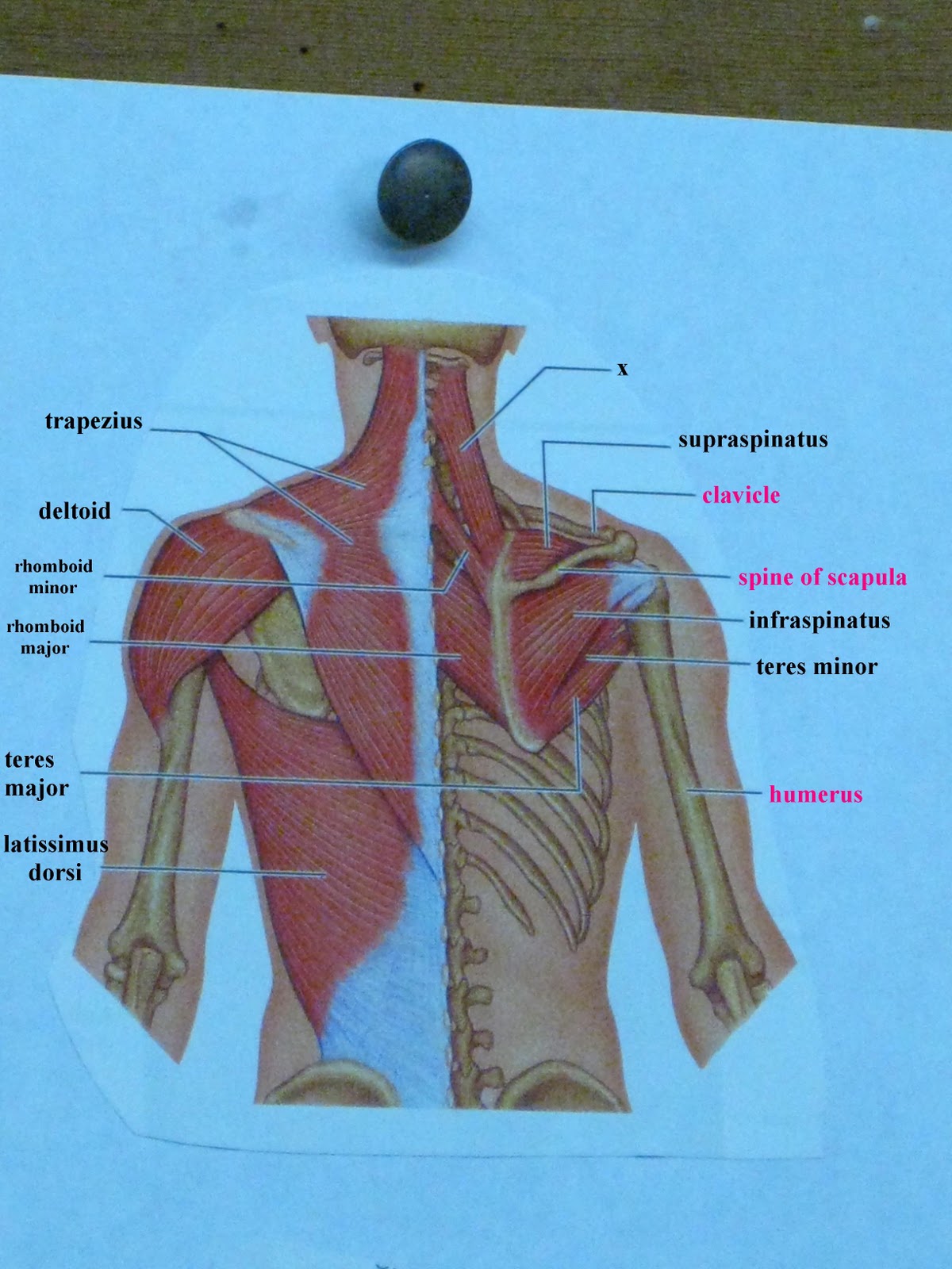 Quick Kitty: Human Muscles (Posterior view) - from Lab Manual Illustrations