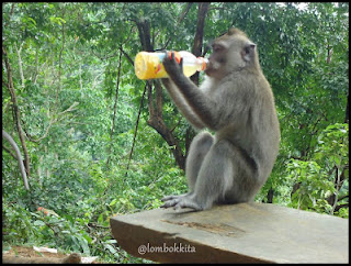 Pusuk Lombok - The Monkey Forest - Lombok Island