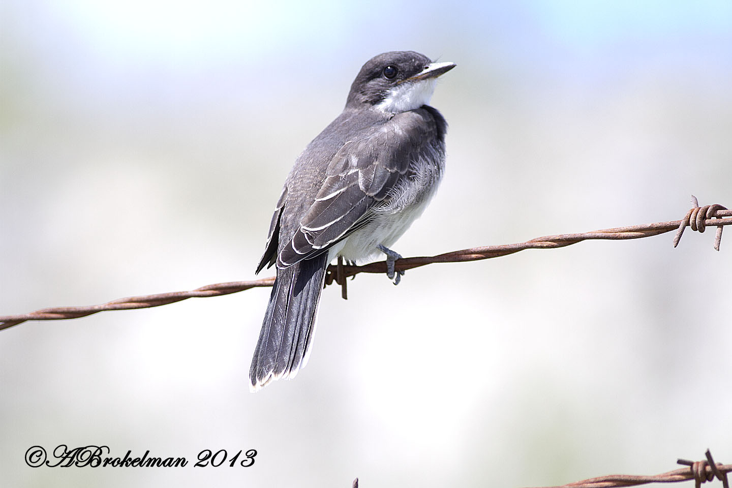 Ann Brokelman Photography: Fledged Northern Mockingbird, Eastern ...
