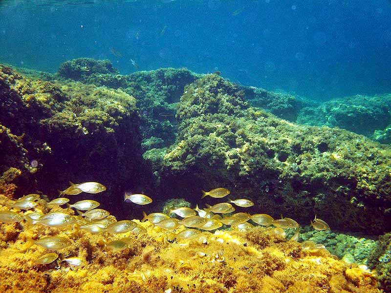 Ελληνικη φυση: Salpa salpa σάλπα