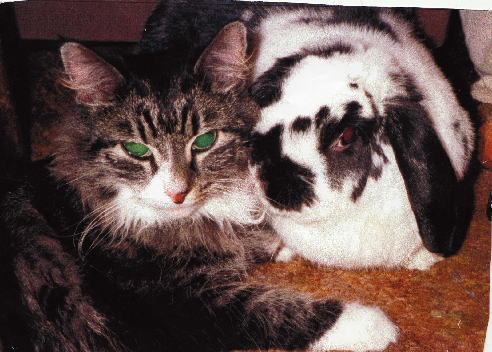 The Cat Cottage: Cats and Rabbits?: An Unexpected Good Match!