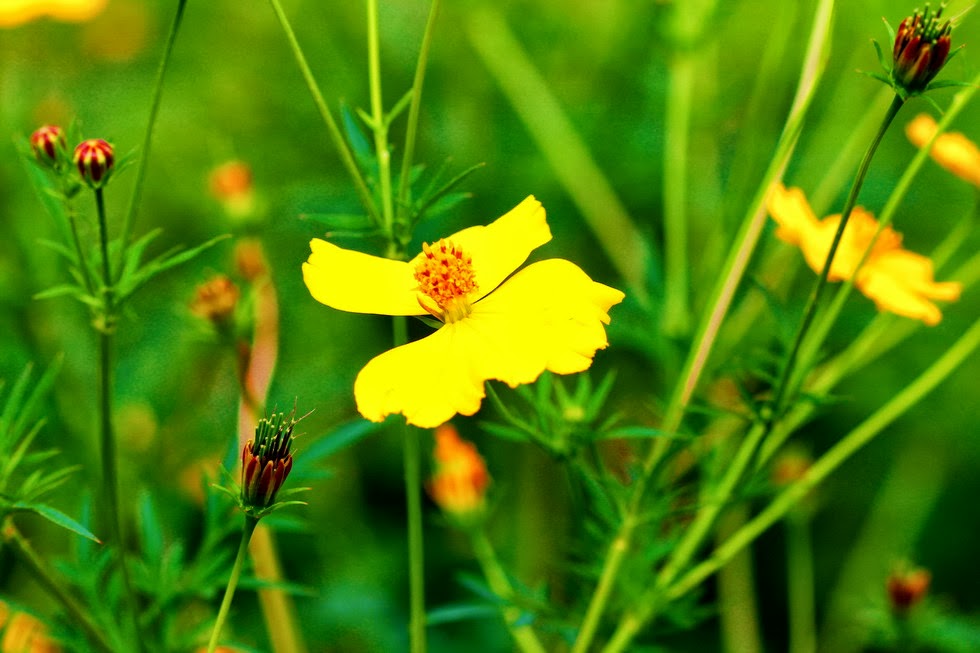 Pondok Rasamala : Tanaman bunga di halaman
