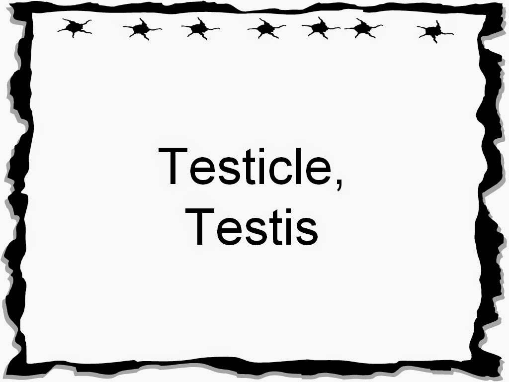 Student Survive 2 Thrive: Reproductive Systems Common Word Parts Flash ...