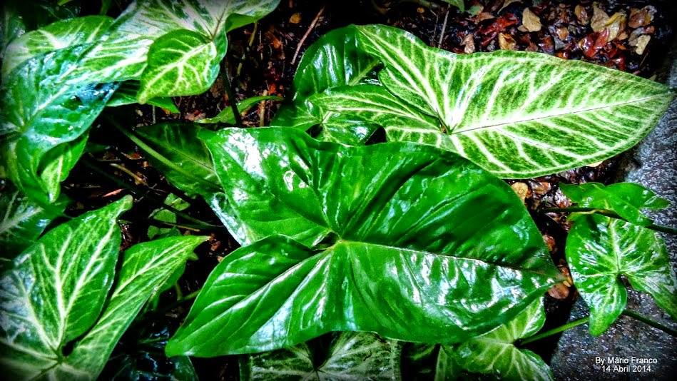 Meu Cantinho Verde: SINGÔNIO - ( Syngonium angustatum )