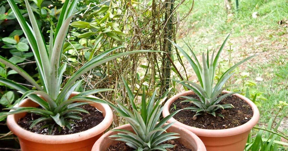 Persil et oignon pays: Ananas en pot