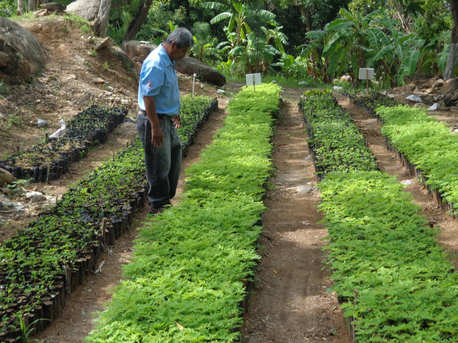 Teculután: DESARROLLO EN EL PROCESO DE VIVEROS FORESTALES MUNICIPALES