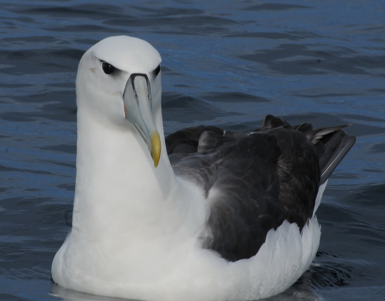 A Wandering Naturalist: New Zealand: Albatrosses and Mollymauks