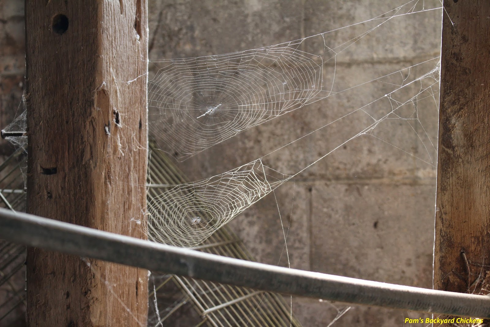 Pam's Backyard Chickens: Dusty Spider Webs