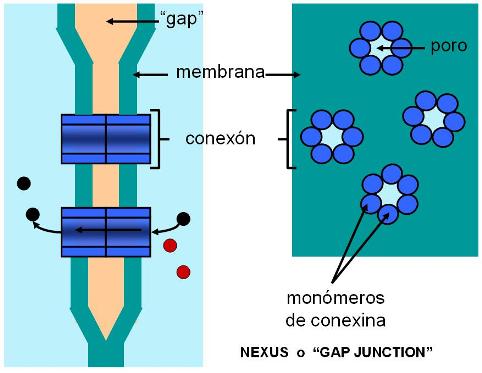 BIOLOGIA CELULAR Y MOLECULAR: LA MEMBRANA CELULAR-LAS UNIONES EN ...