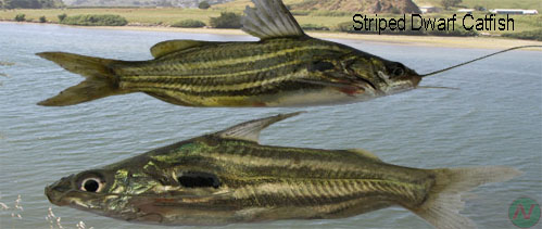 Fish Names & Pictures | Fish Vocabulary | Necessary Vocabulary ...