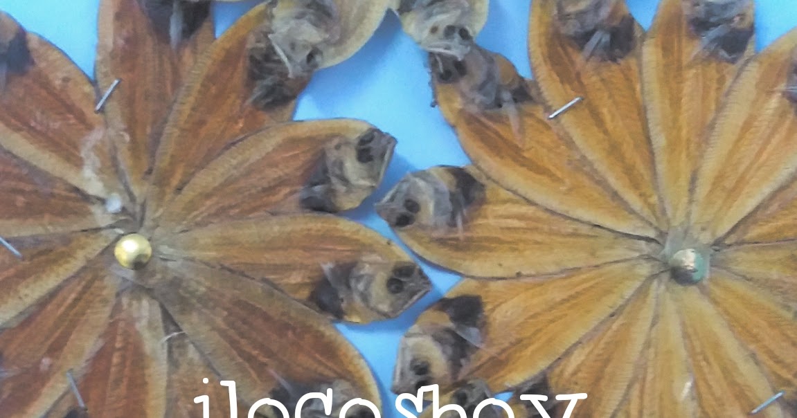 Ilocos: Daing Of Santo Tomas La Uniom