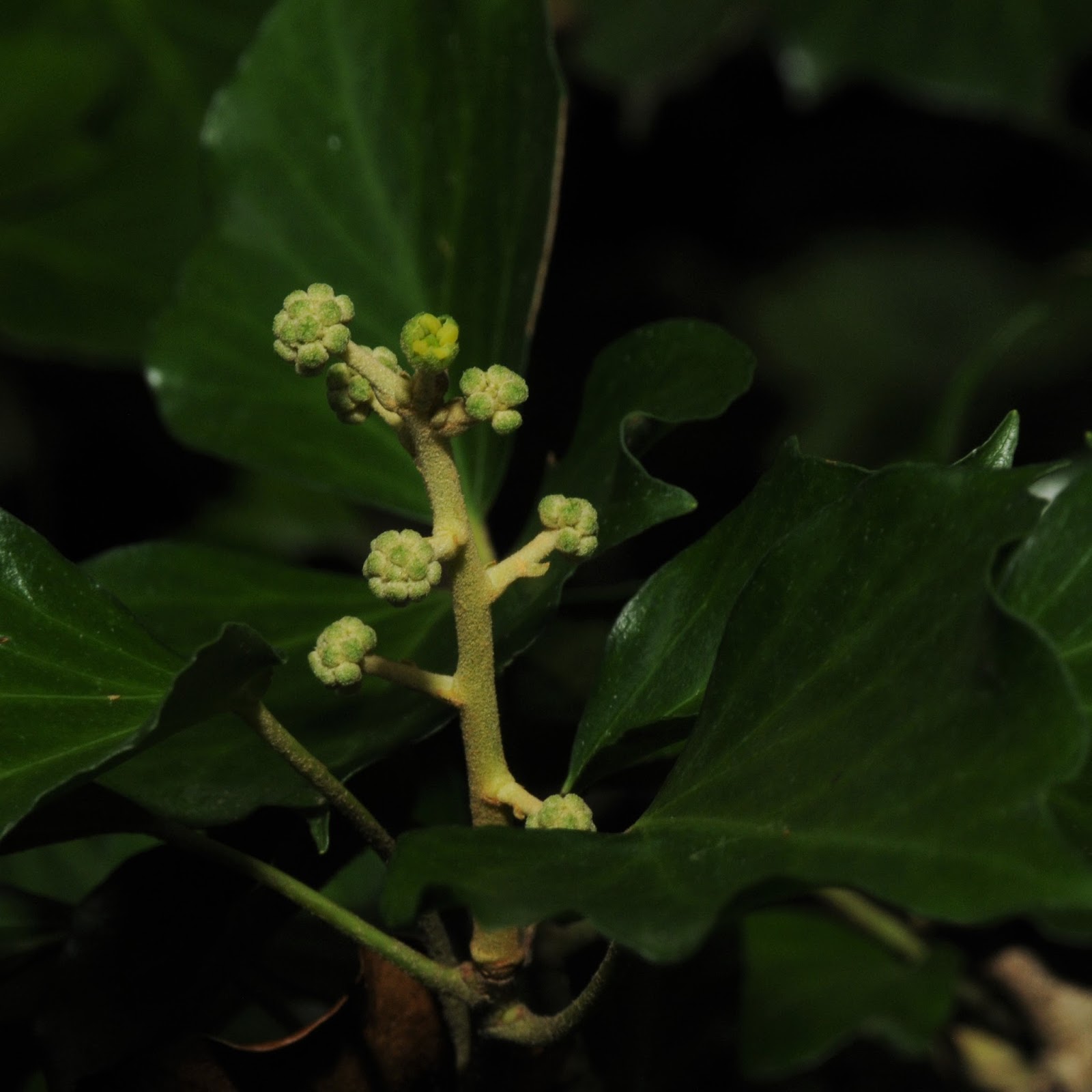 JURA, UNE TERRE, DES HOMMES: Le Lierre grimpant.