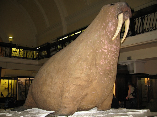 Tired of London, Tired of Life: See the Horniman Walrus