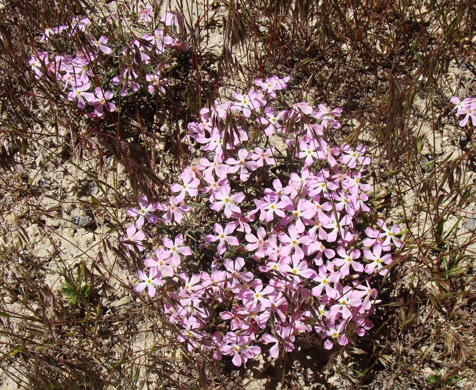 Urth Picture Post: Western Utah Flowers