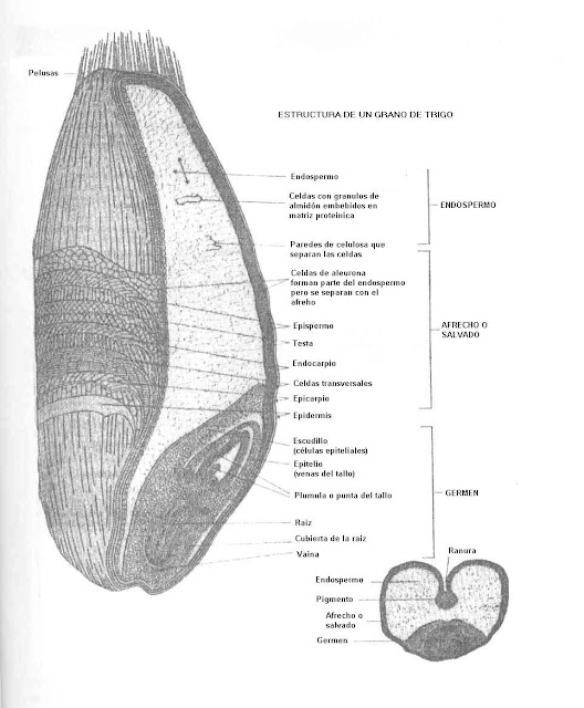 La Cultura gastronómica: Panadería (Parte 1/1)