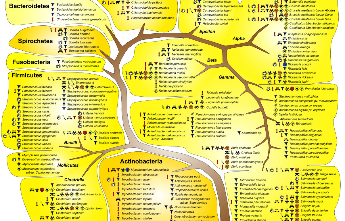 Science Class 5EP: BACTERIA KINGDOM