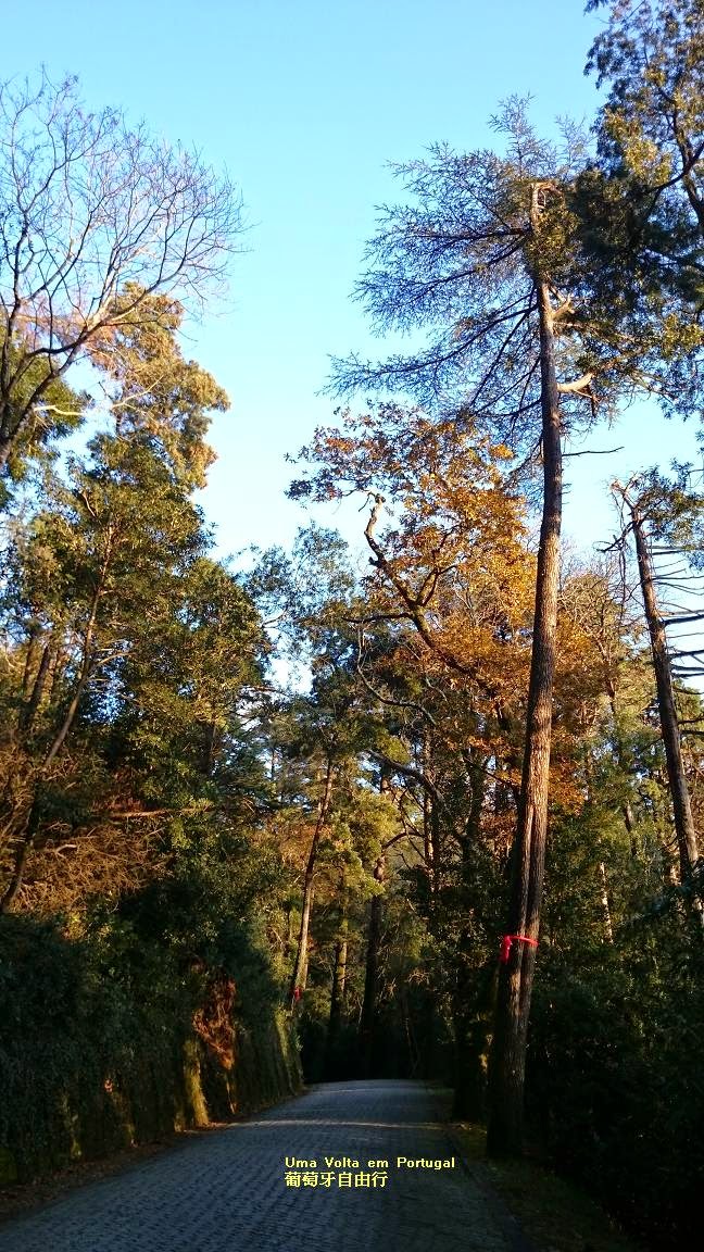葡萄牙自由行 Uma Volta em Portugal : Buçaco Part 1 ~ 國家森林篇 / Buçaco Part 1 ...