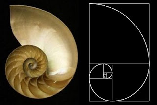 topicos de matemáticas: La Razón Dorada