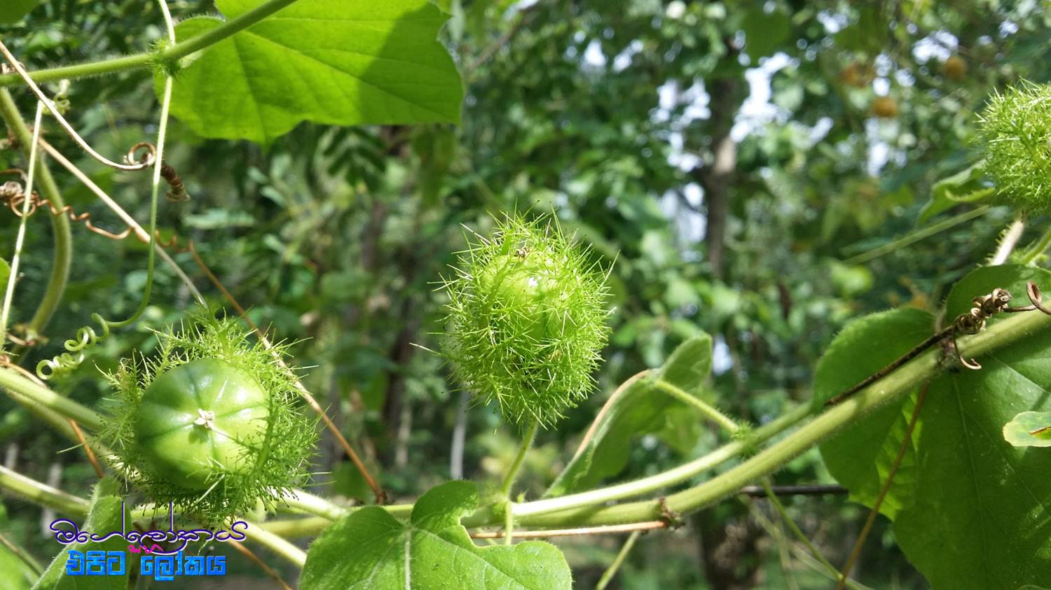 My World & Beyond World - මගේ ලෝකය හා එපිට ලෝකය : 'පඩයක්' තරම්වත් ගණන් ...