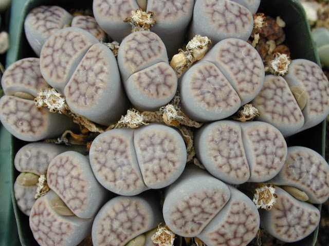 Dizzy's Wanderings & Wonderings: Wondering About Living Stones