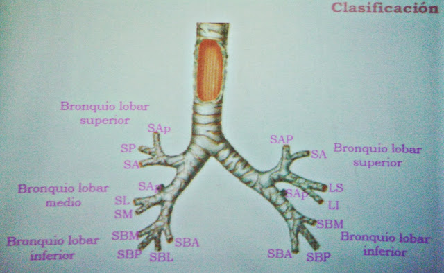 Tráquea y Bronquios - Sistema respiratorio