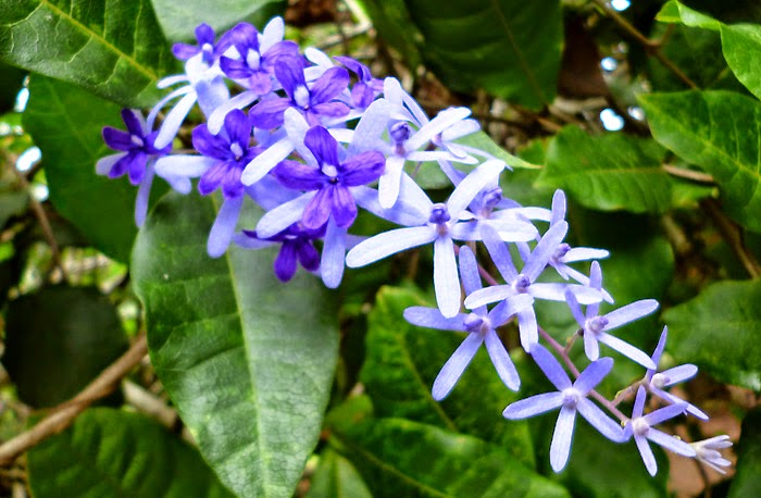 Sandpaper flowers - Petrea Vine | SL Flora