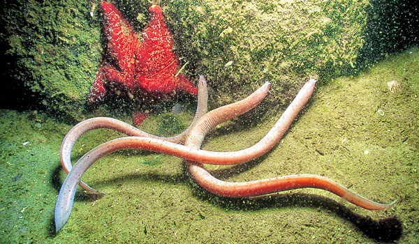 Info animales: MIXÍN DEL NORTE MYXINE GLUTINOSA