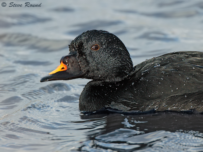 Steve Round Wildlife Photography: Common Scoter