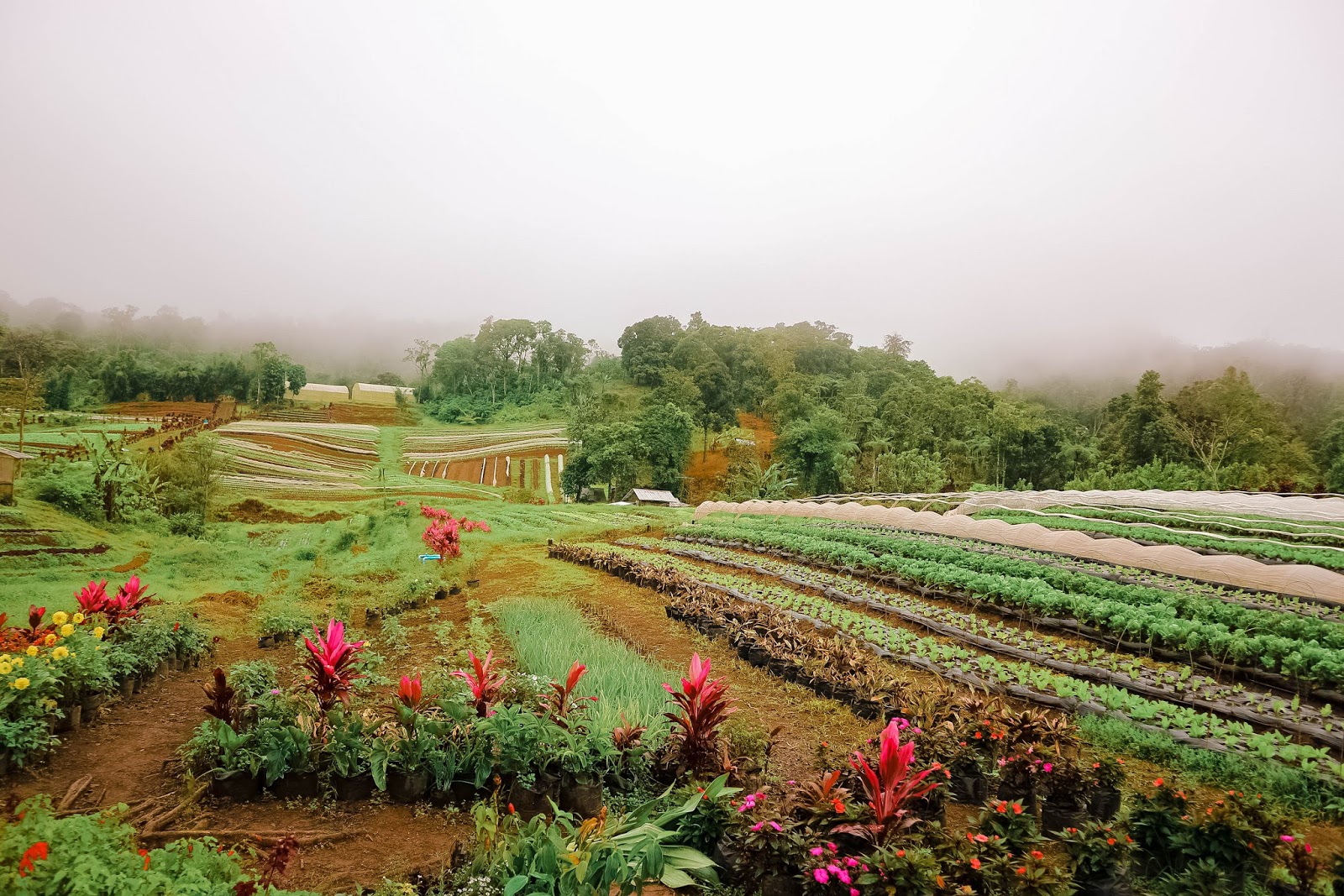 The Geek Travels: Discover Buda, Davao City