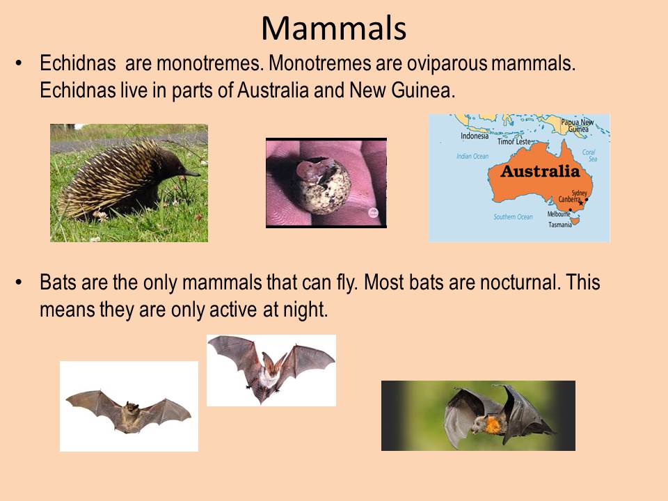 NATURAL SCIENCE 4 2019/2020: UNIT 4 MAMMALS AND BIRDS