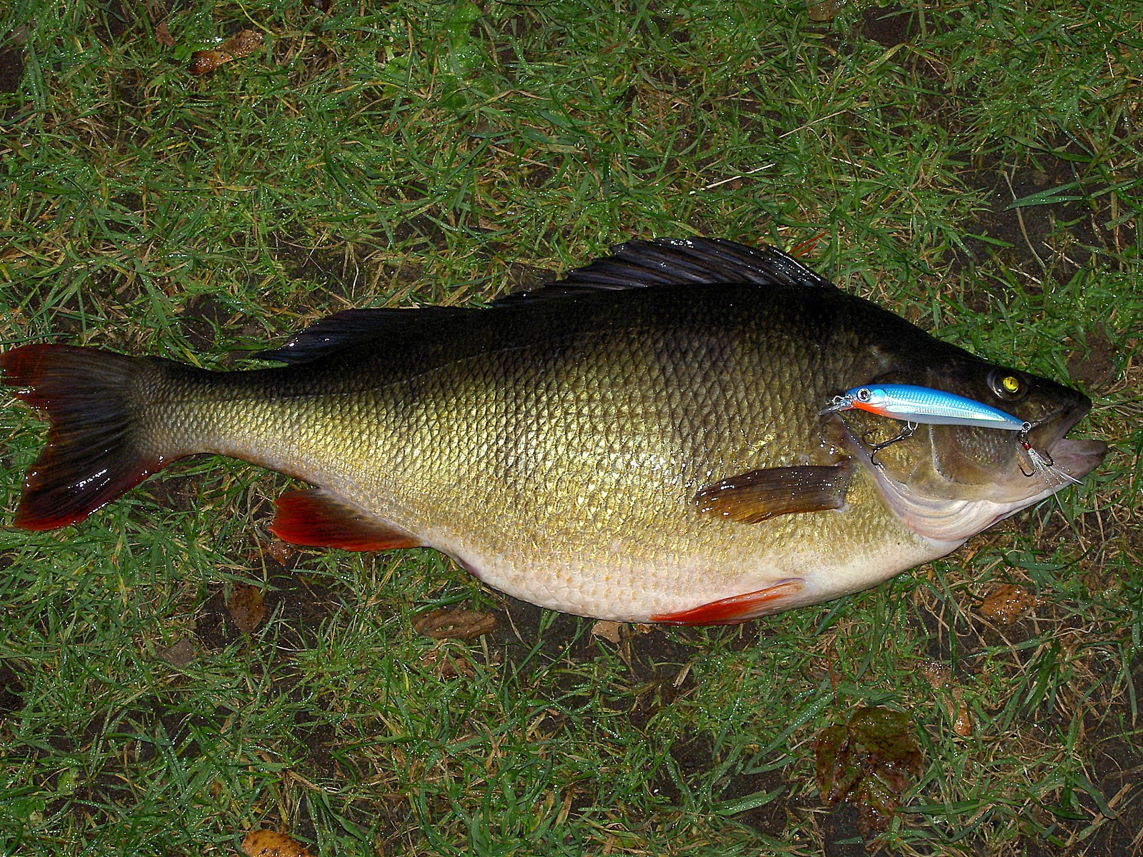 Predatorfishing my way by Luis Rasmussen. Sveriges ledande och ...