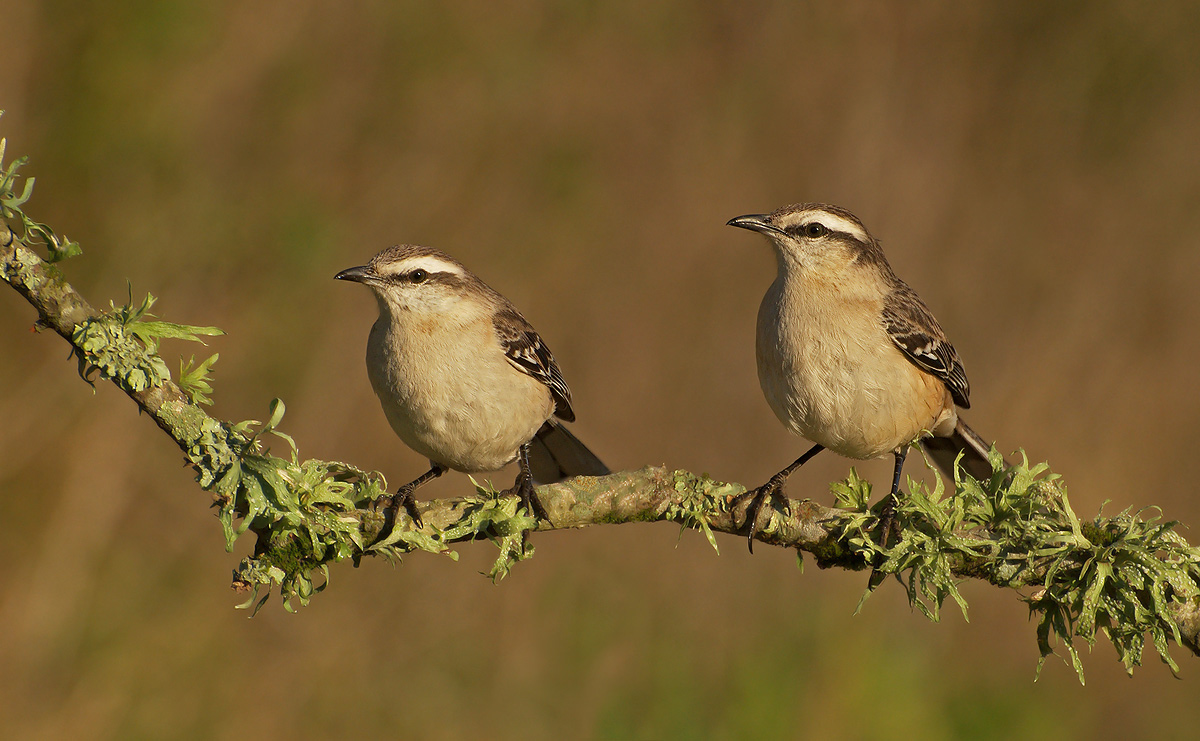 Cultura Guaraní: La leyenda de la Calandria