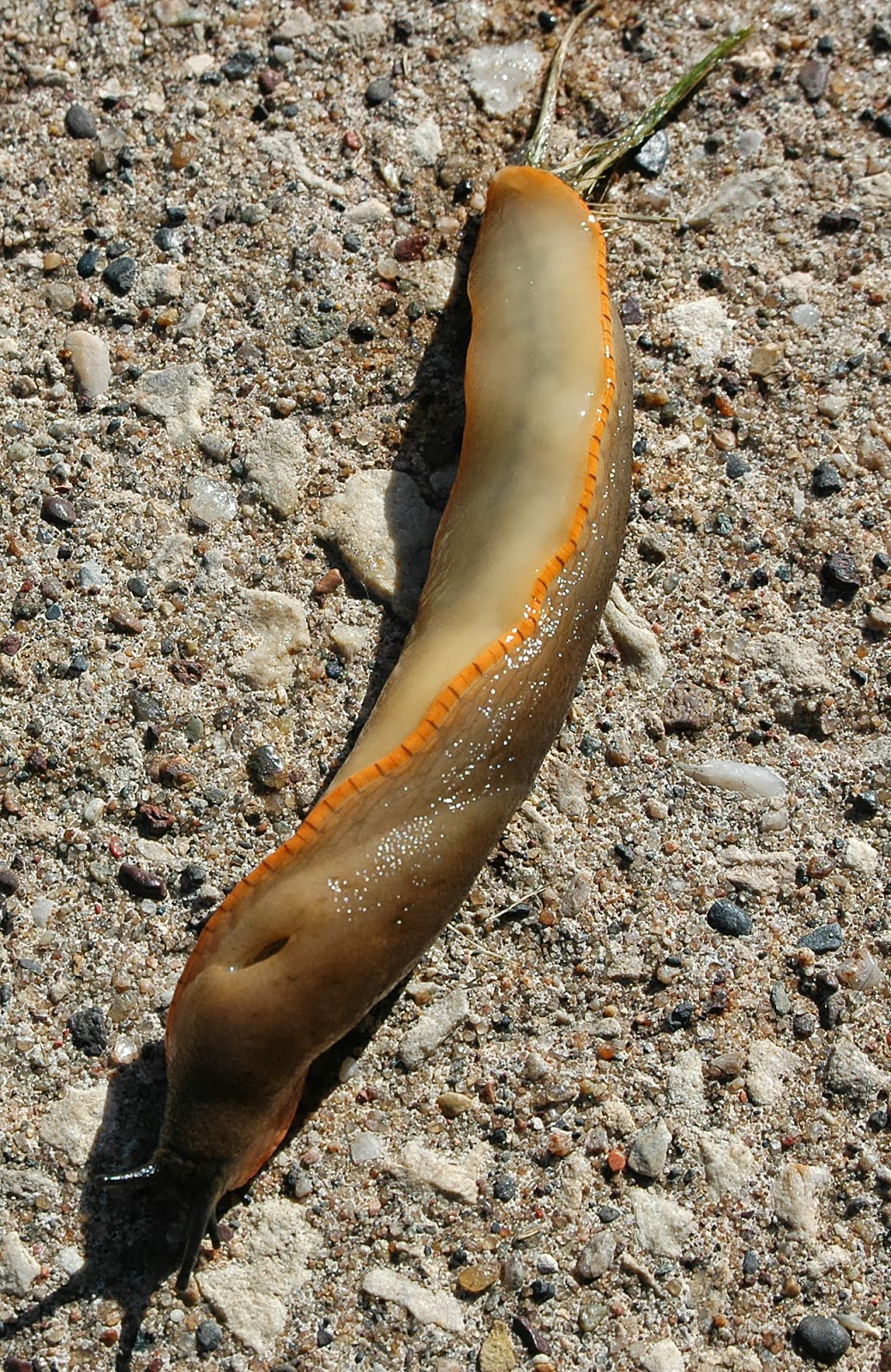 Shallow Thoughts from Iowa: Arion fasciatus slug, I think - look at ...