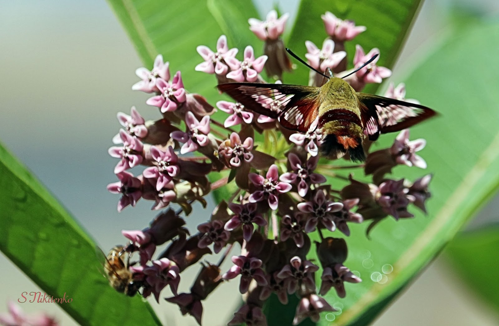 Hummingbird Hawk Moth - Insect