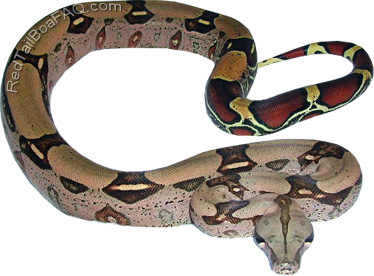 The Joys of Reptile Keeping and Awesome Reptiles: Starter Snakes