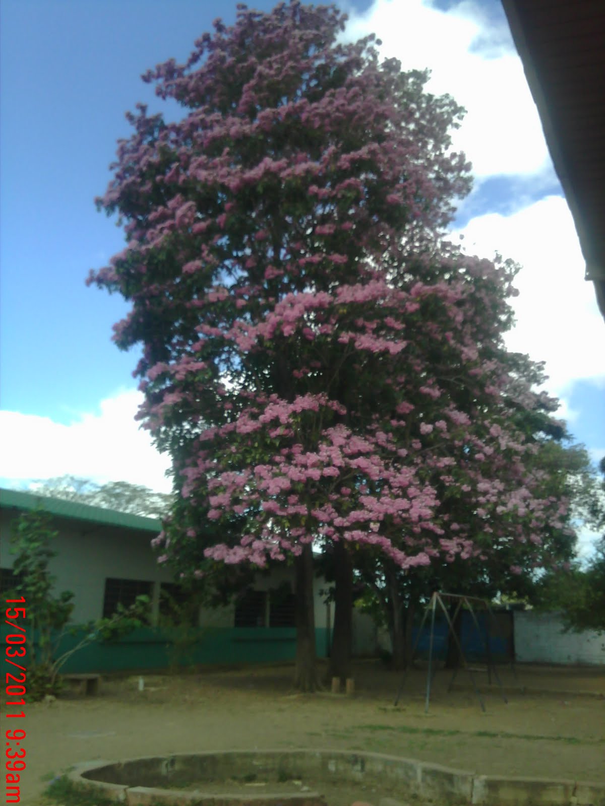 CCTEA Br: Rafael González Udis: El Apamate en su màximo esplendor