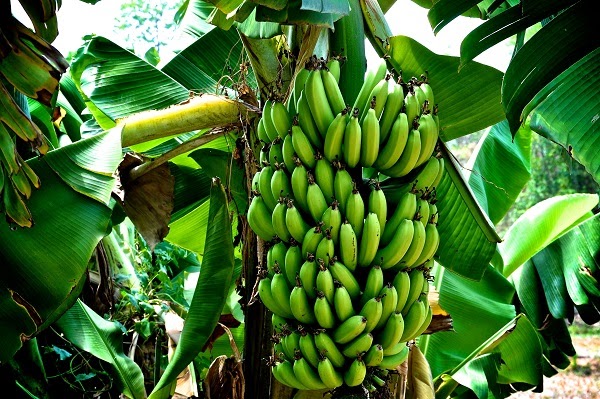 Banana Production Kit: Banana Propagation