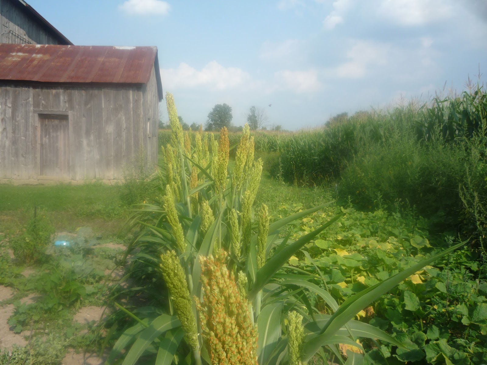Country Living: Broom Corn