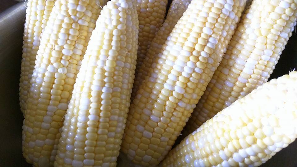 Appalroot Farm: Traditional Kentucky Mountain Cream Corn