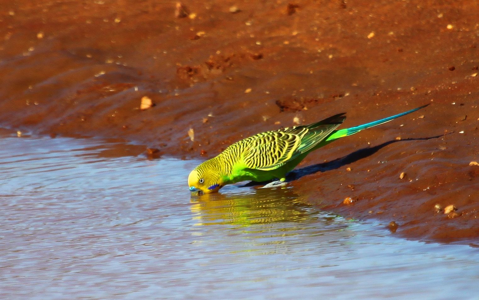 Richard Waring's Birds of Australia: Delightfully colourful Budgerigars ...